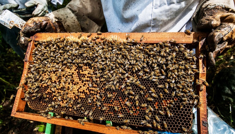 Zeas Apícola: el emprendimiento que protege a las abejas - Conexion ...