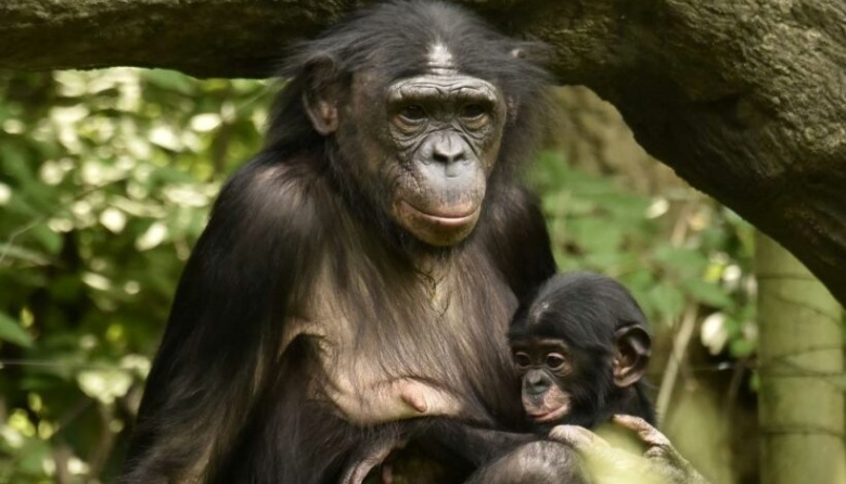 Ley de grandes simios: un principio democrático y constitucional ...